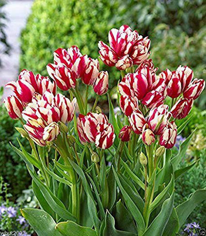 Gemma Bulbi Lalea 7buc | Skroutz Romania