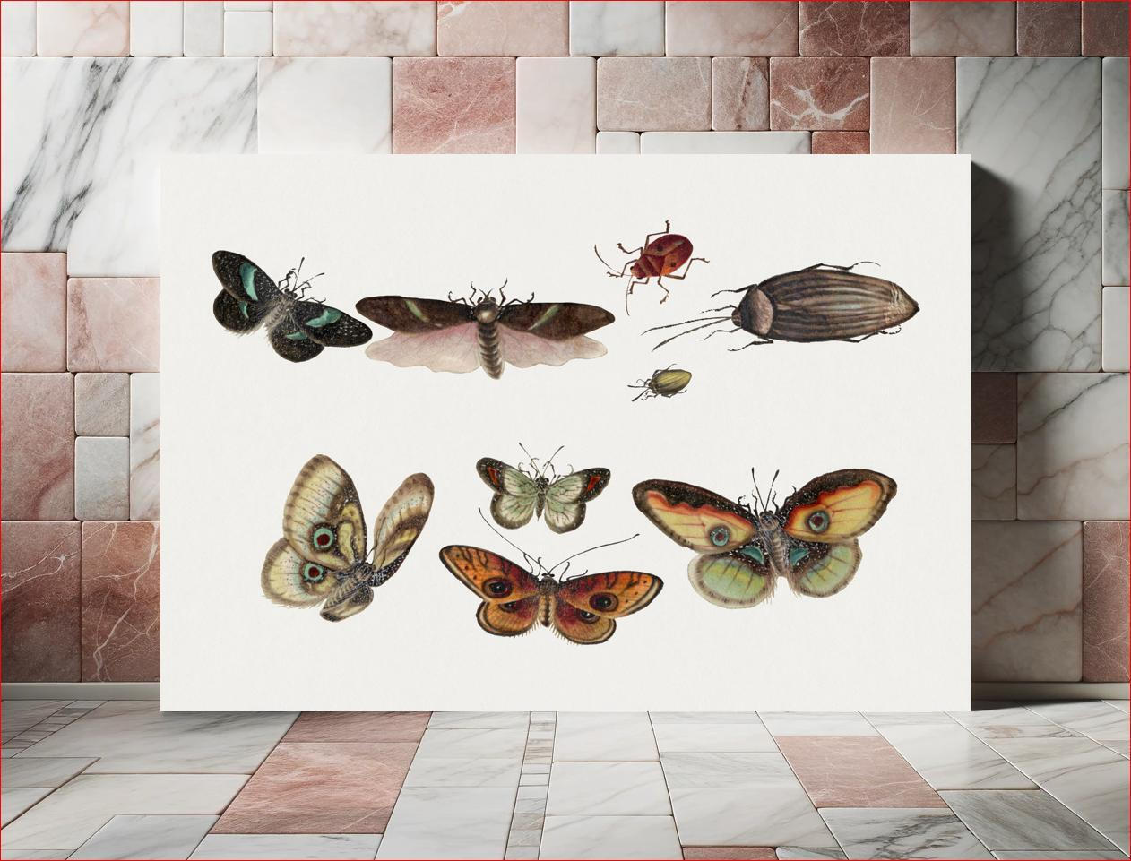 iLovePrints Chinese Insect Drawing Of Five Butterflies, Three Beetles ...