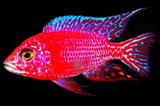 aulonocara firefish